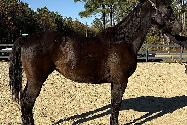 Black QH Cross Mare