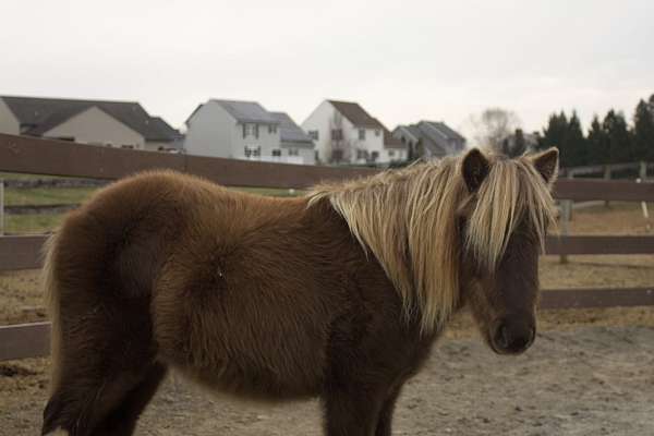Chocolate Palomino Mini