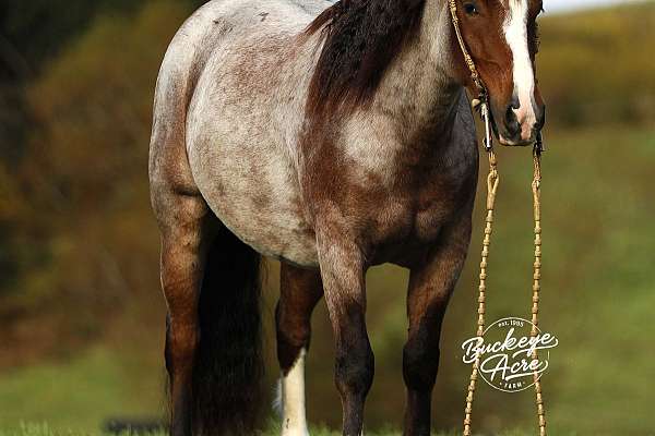 Rusty a 2021 Model Gypsy/Quarter Horse Cross Gelding Standing 14.3 Hand