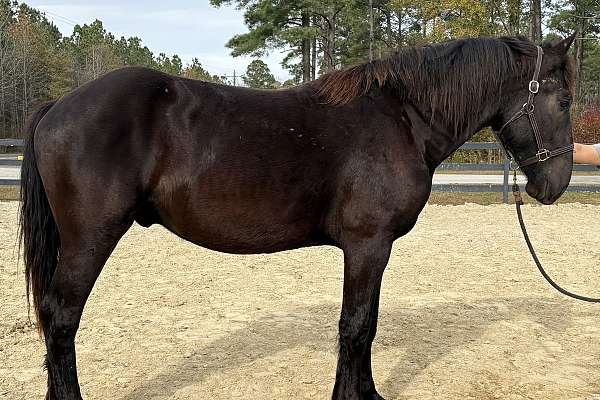 Percheron Cross Gelding
