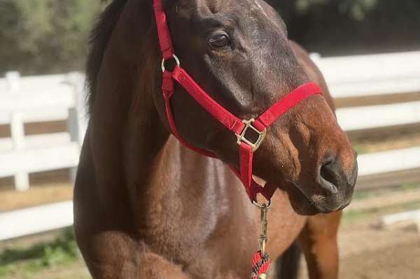 Stunning OTTB Sport Jumper/Eventer Prospect