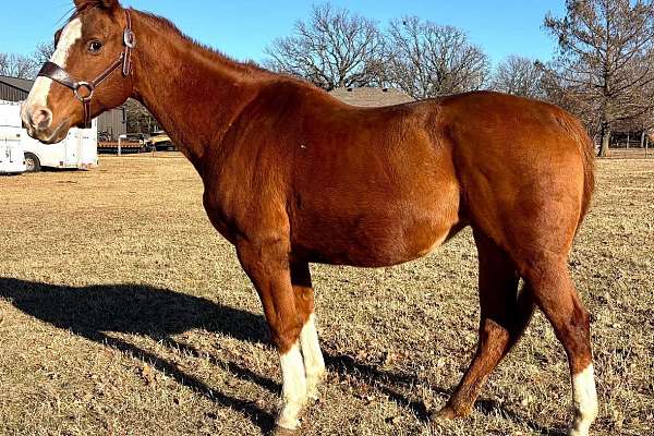 Fancy Broke Youth Mare