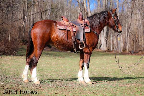 Super Flashy, Fancy Traveling, Smooth Bay Morgan QH Crossbred Gelding