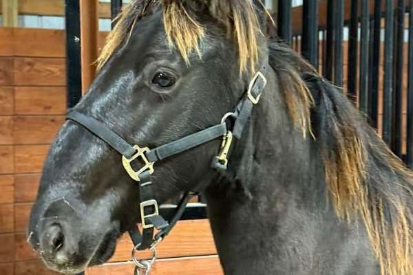 Well Bred Smokey Black Yearling Colt
