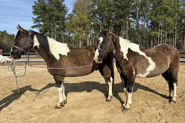 Team of Paint Geldings