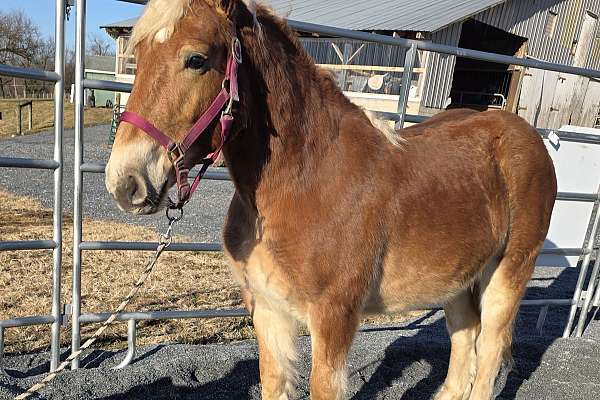 2 Year Old Haflinger/ Belgian Filly
