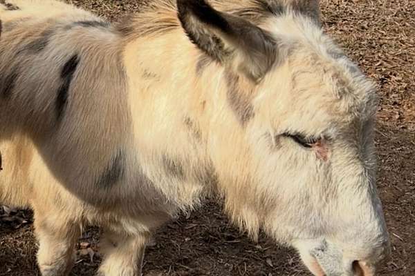 White Spotted Gelding Miniature Donkey