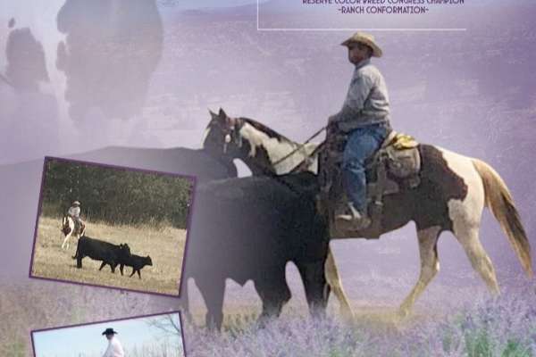 2026 APHA Stallions Breeding Fees Only Live Cover Only