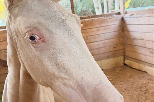 Young Lusitano Filly for Sale