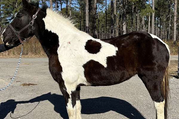 Spotted Draft Mare