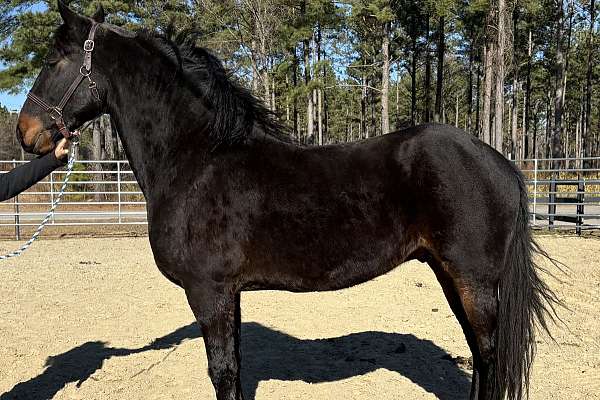 Fancy Friesian Gelding