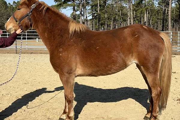 Sorrel Haflinger Cross