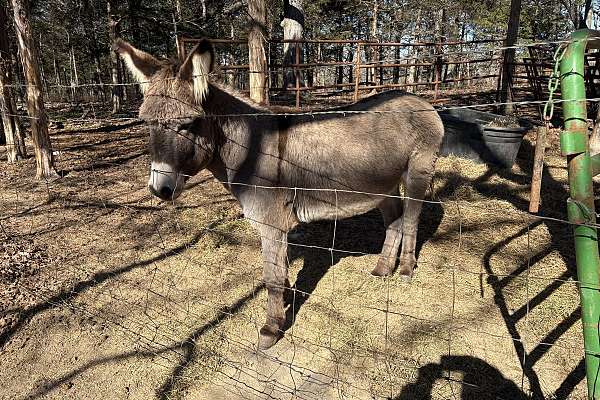 Sundance: a Sicilian/Poitou Gelded Donkey, Maynard, Arkansas