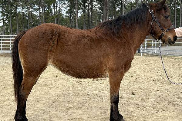 Bay Pony Mare