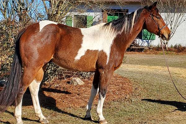 Artist Assets "Scout" Reg Quarter Horse Tobiano Gelding