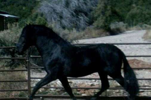 Andalusian Black Bay for Sale