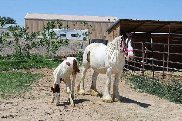 GVHS Mare With 60 Days