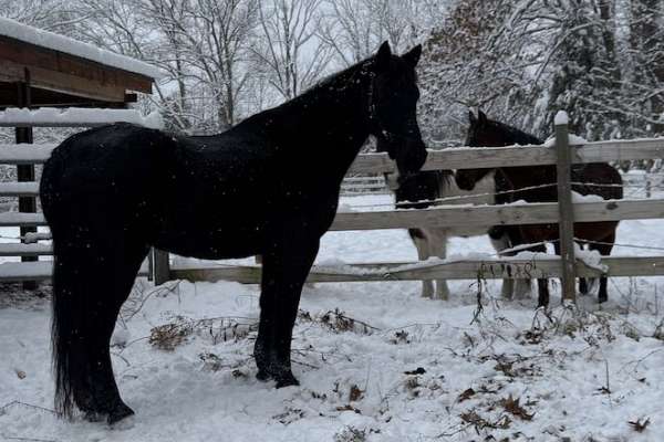 16h Morgan–Friesian Cross Gelding