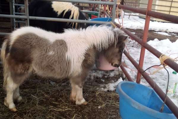 Pinto Miniature Filly