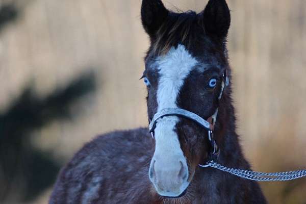 Bay Roan Splash White AQHA Filly - Show Me Another Marked Like Her!