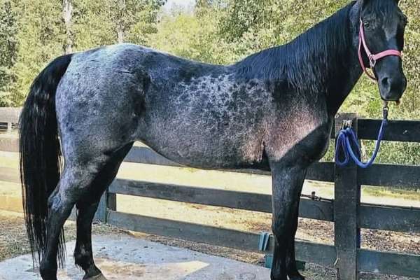 Gorgeous True Blue Roan TWH Mare. (Sold)