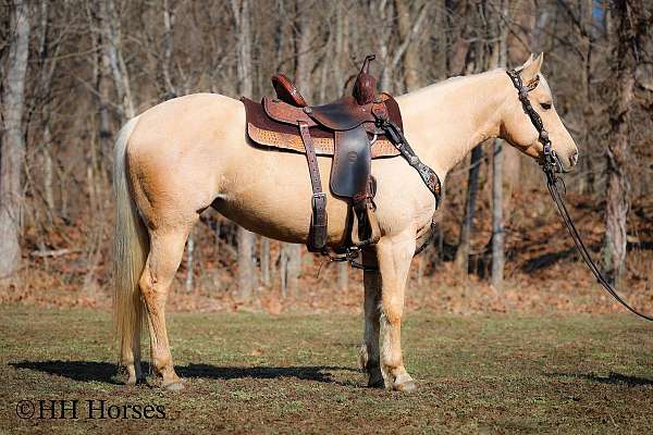 Very Responsive, Handy, Fun Palomino QH Mare, Ropes, Ranch, Pen, Sort Trail