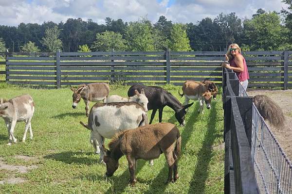 Sweethearts Mini Donkeys Teenagers Very Special Little Friendly Pets
