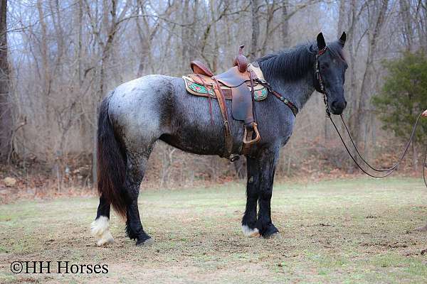 Big Pretty Registered True Blue Roan Friesian Sport Horse Mare Ride & Drive