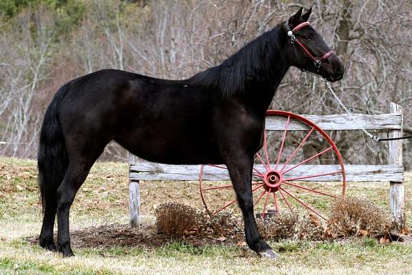 Belle - Morgan X Standardbred Mare