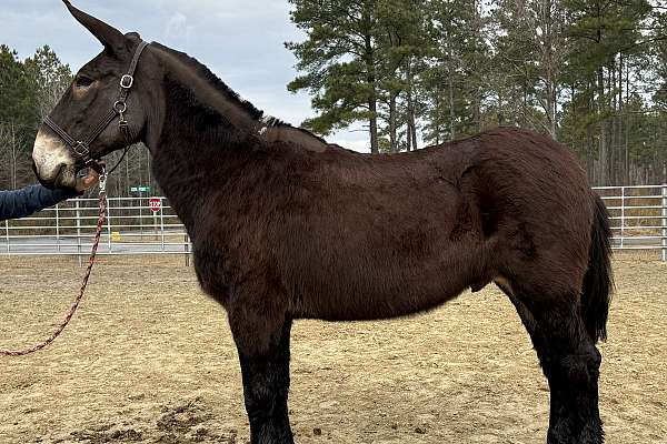 Nice Draft Mule