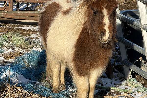 Pretty Mini Colt