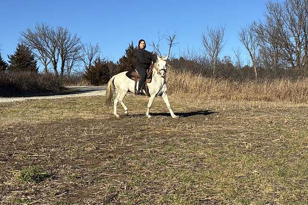 Nice Gaited Gelding