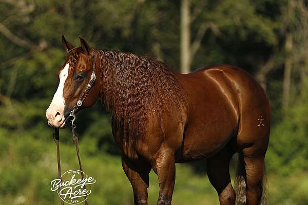 His Name Says It All—Promise is a Horse That Delivers. Gunnatrashya