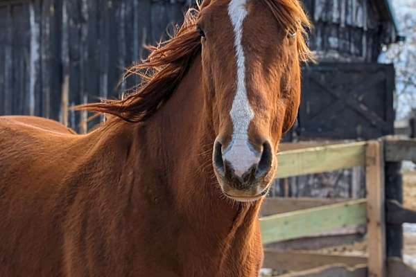 Jefe Grande (Chief) - OTTB Project