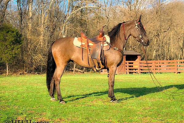 Super Regal, Elite, Fancy Going Registered Friesian Sport Horse Mare