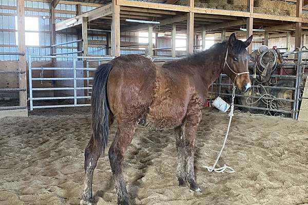 Bay Yearling Stud Colt