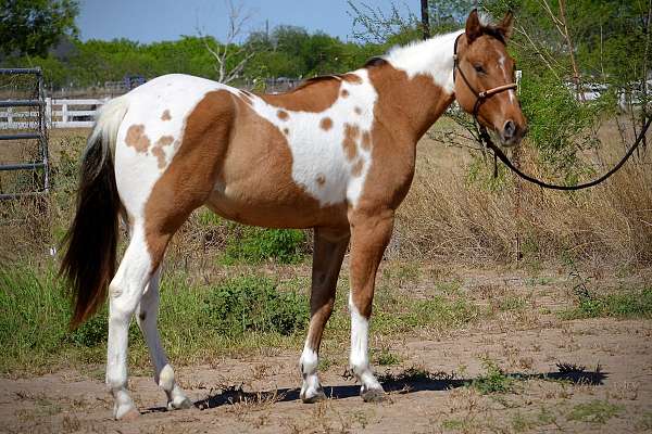 Tru Oakley Daughter * Homozygous Tobiano