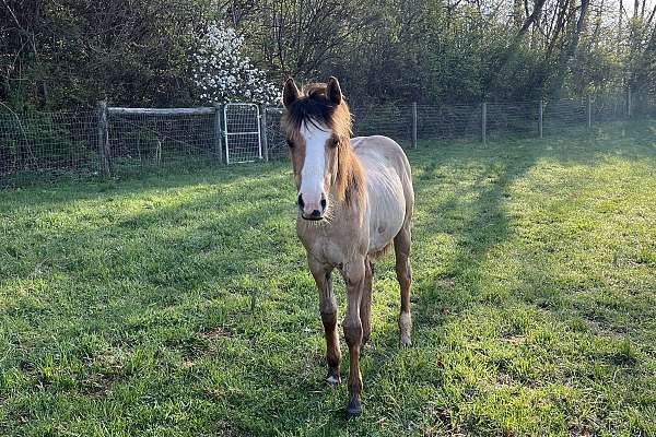 Quarter Horse Filly