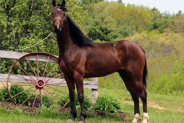 Hank - Morgan Gelding