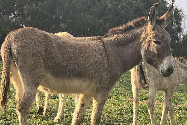 Standard Donkeys