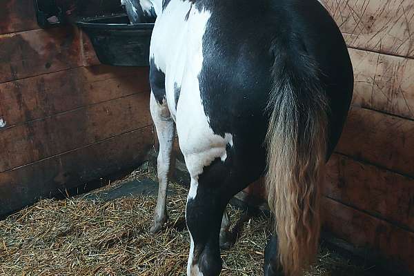 Flashy Overo Yearling Colt