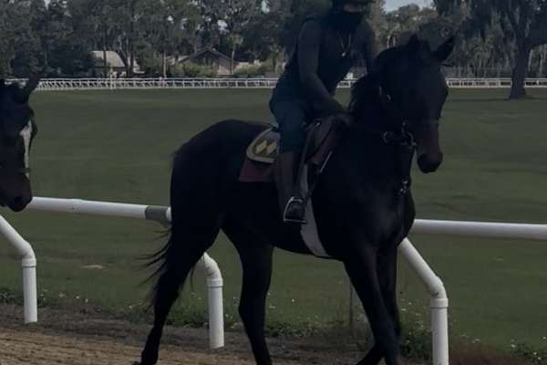 Horse for Sale