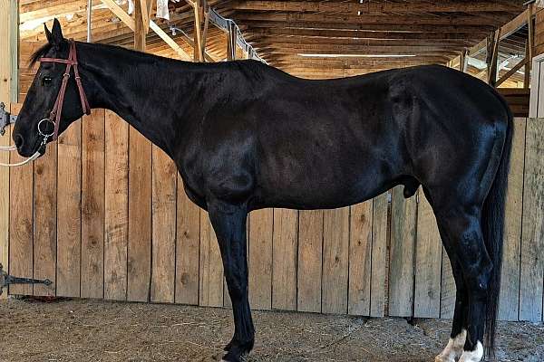 Shadow..Once in a Lifetime Beginner Safe 14.2 HH Pleasure/Trail Gelding