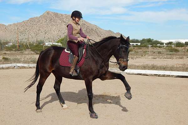 Heart to Hoof Horsemanship - Classical Riding - Bitless