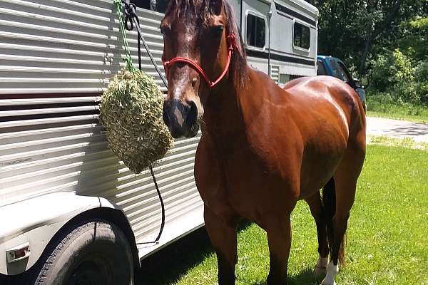 Horses, Livestock, Hay Hauling