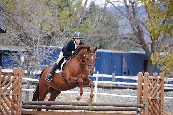 Hunter/jumper training sales showing lessons boarding