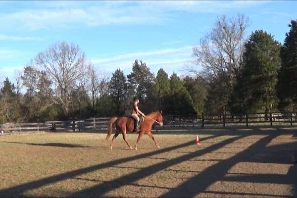Whisper Training - Natural Horsemanship & Classical Dressage Training
