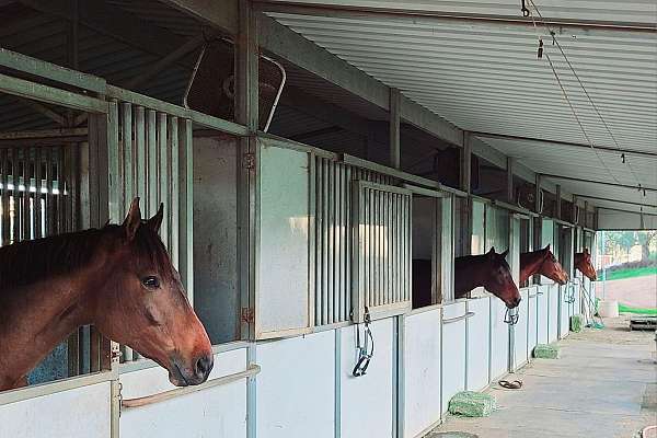 Large pasture and spacious stall board