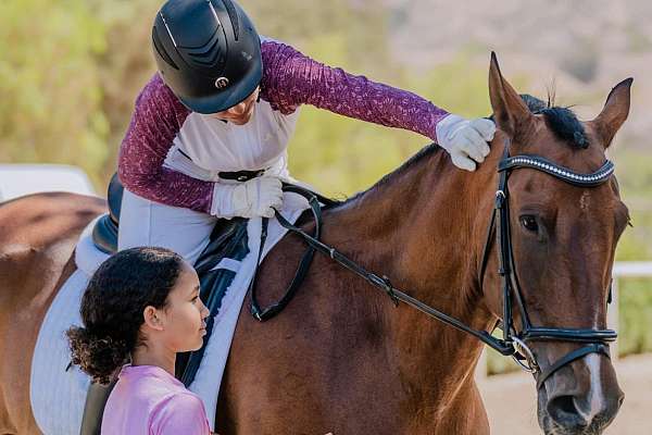 Boarding, Training, and lesson Stables