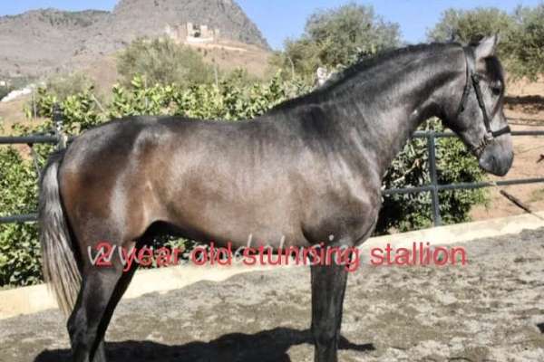 eye catching selection of Andalusian stallions, all incredibly well bred